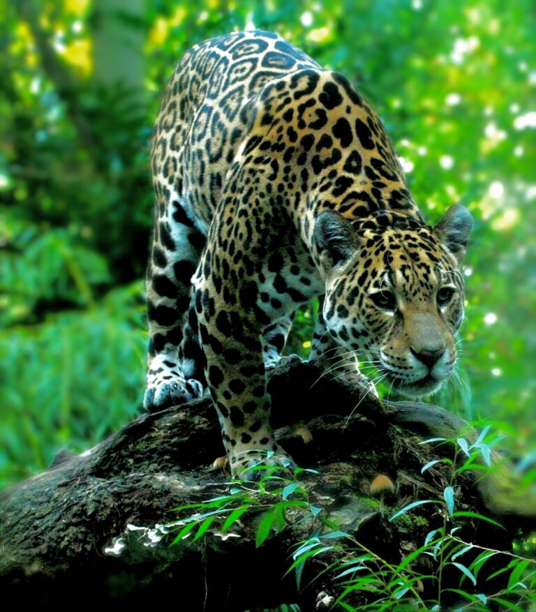 Societal Benefits of Animal Protection Laws: Why Safeguarding Animals ...